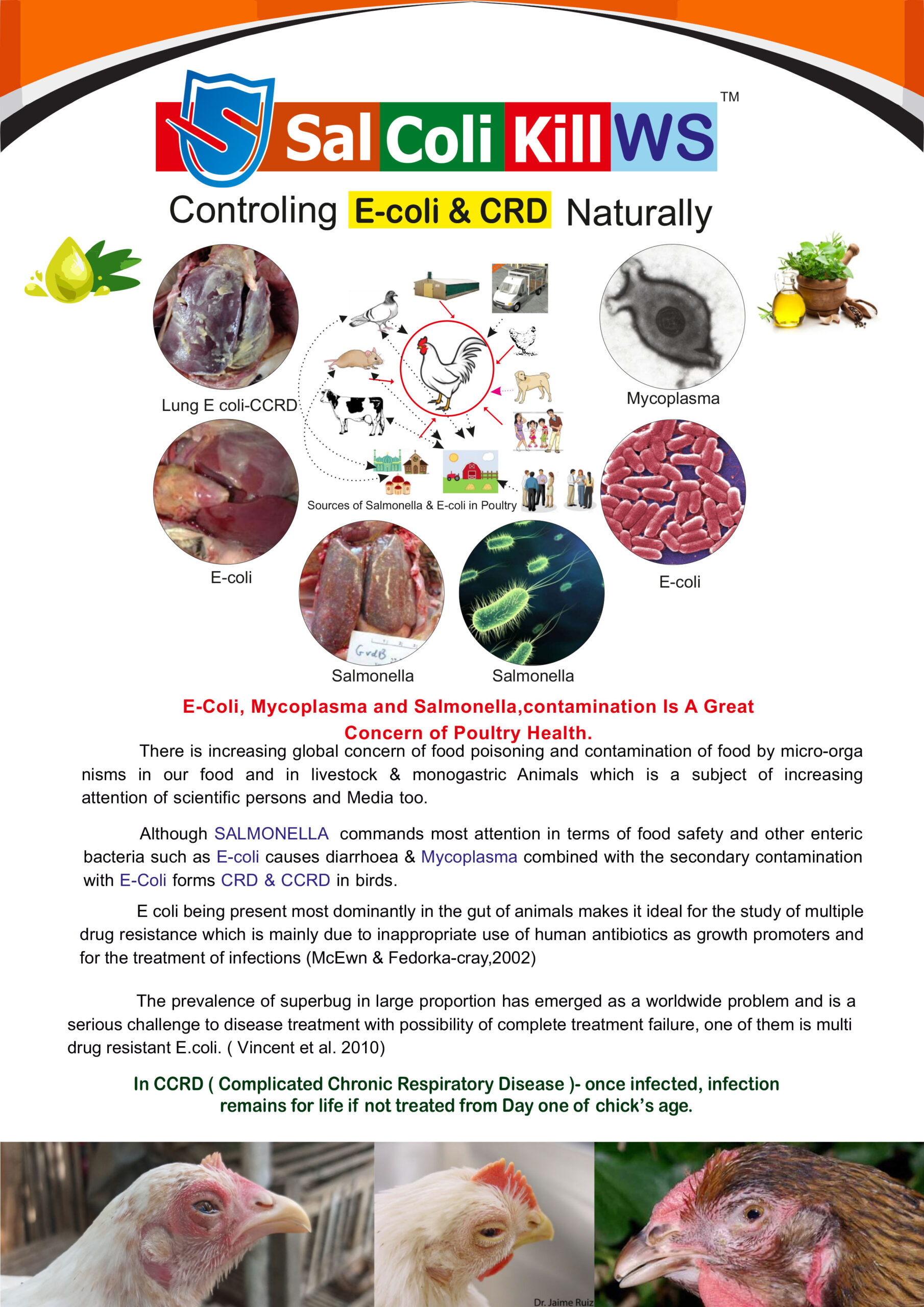 E Coli Prevention In Poultry